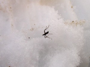 Wild Turkey Food Insects in the Snow,