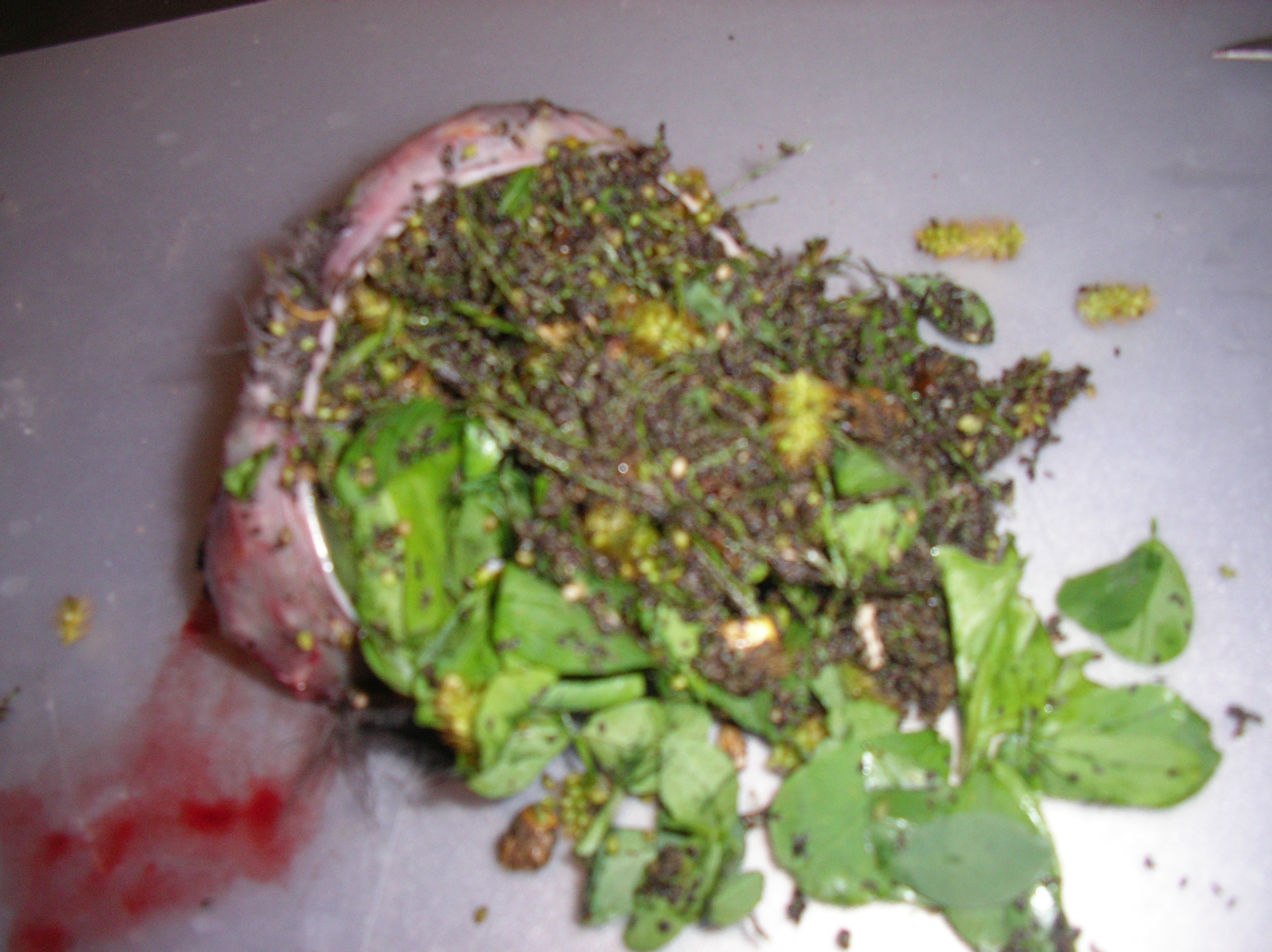 Turkey-crop-contents-09182008-1