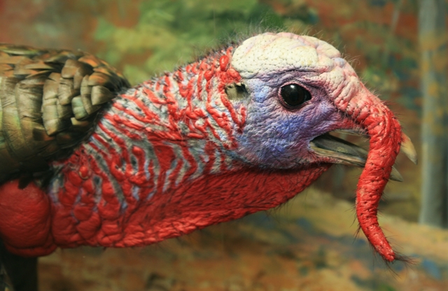 gobbling-head-and-neck