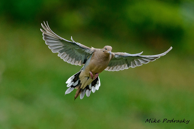 mourning-dove-in-flight-mike-podrasky