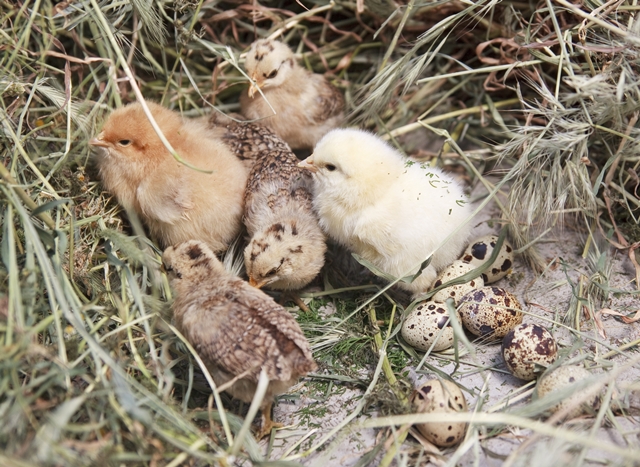 newly-hatched-poults