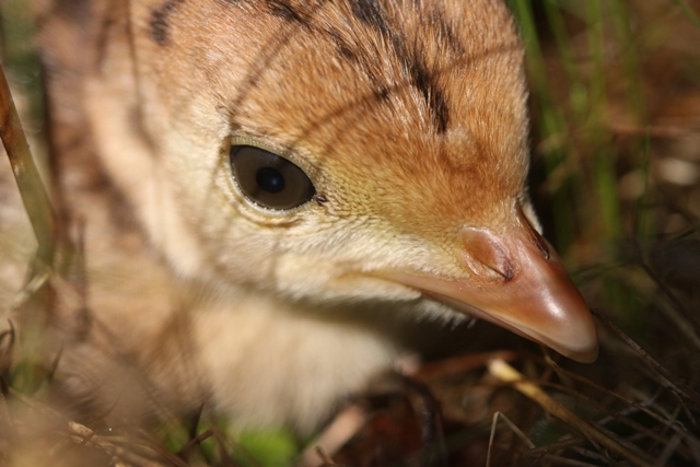 poult-head-closeup