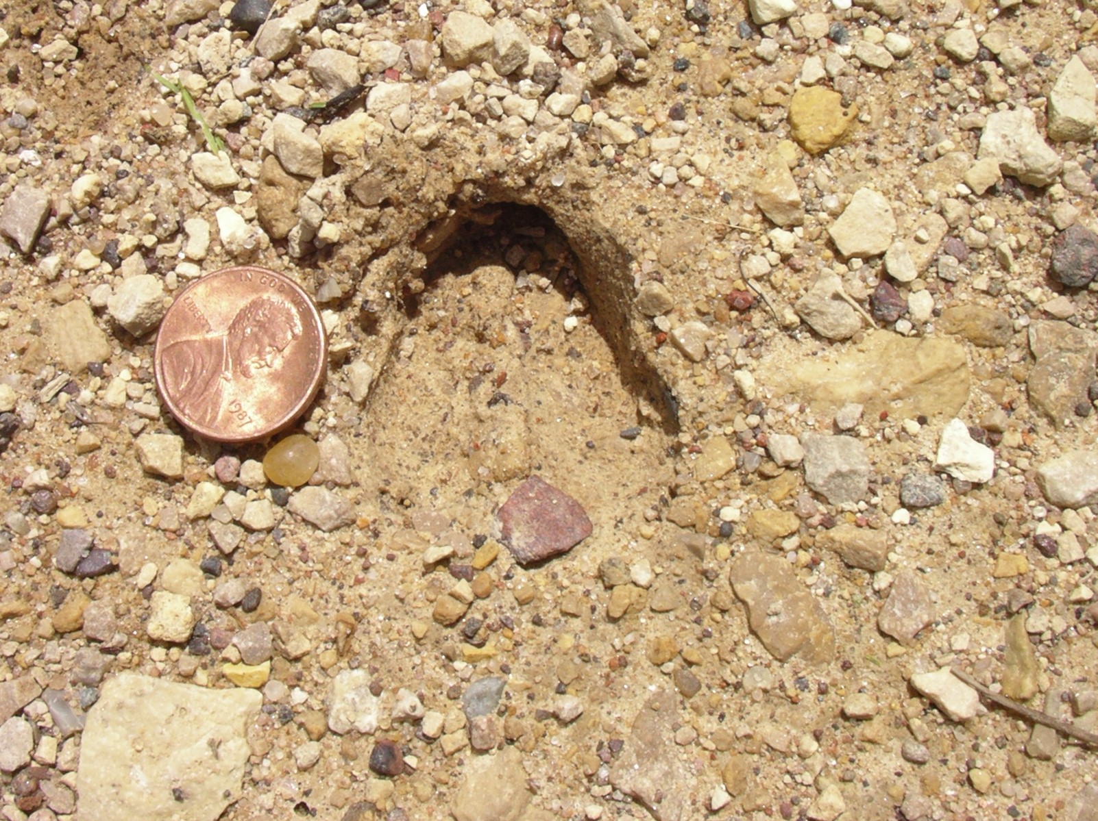 fawn track 1 penny