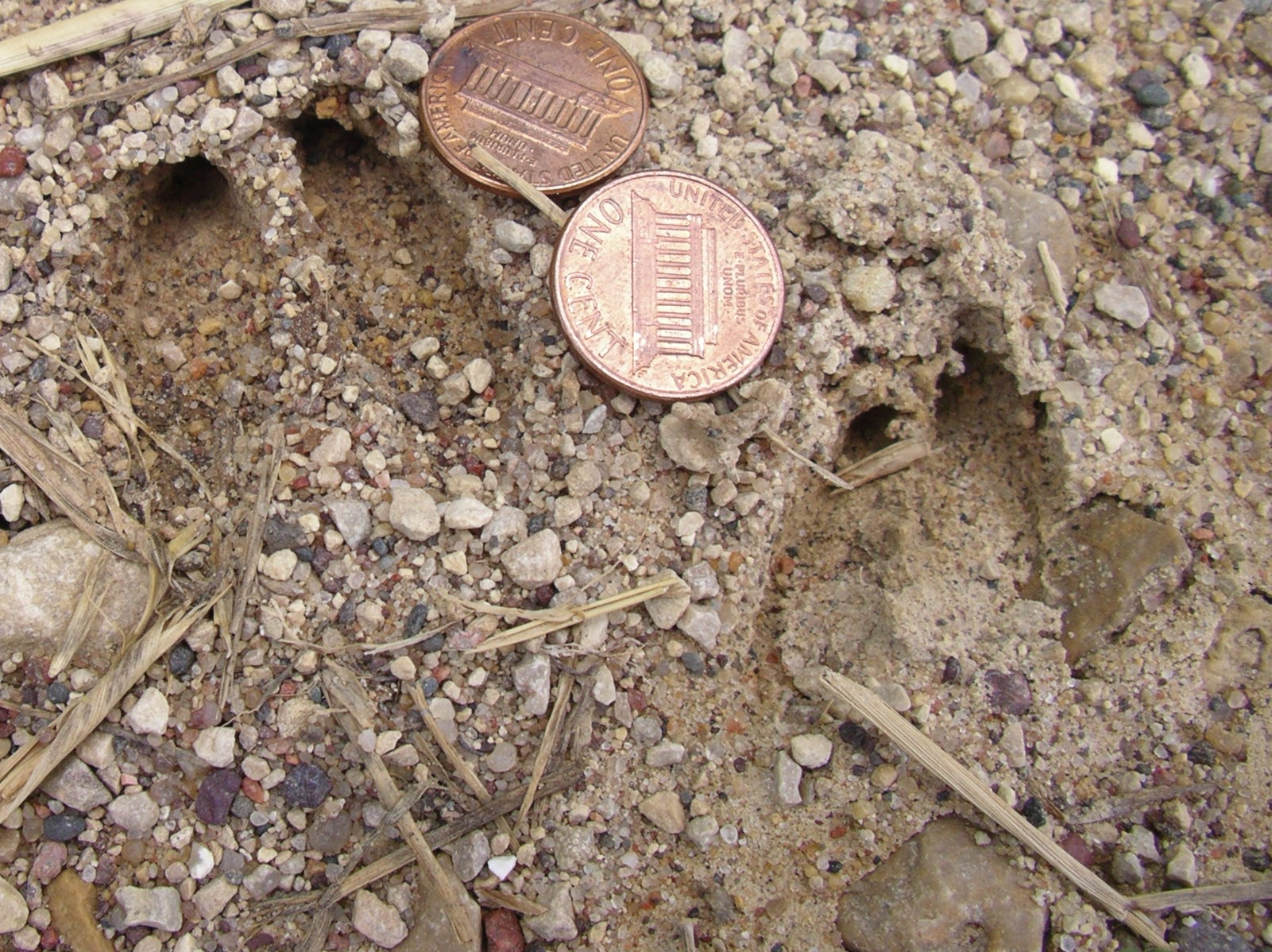 fawn tracks by 2 pennies